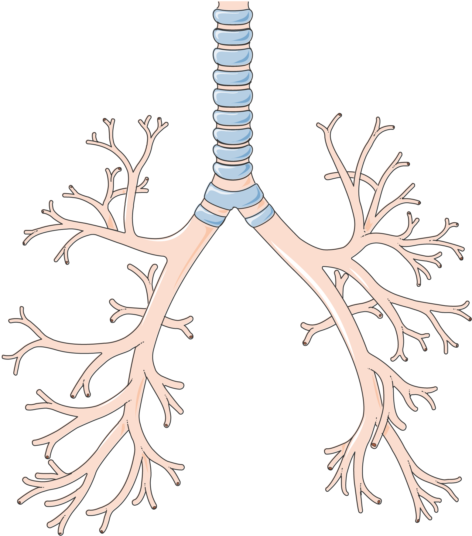 Bronchial Tree Anatomy Labeled